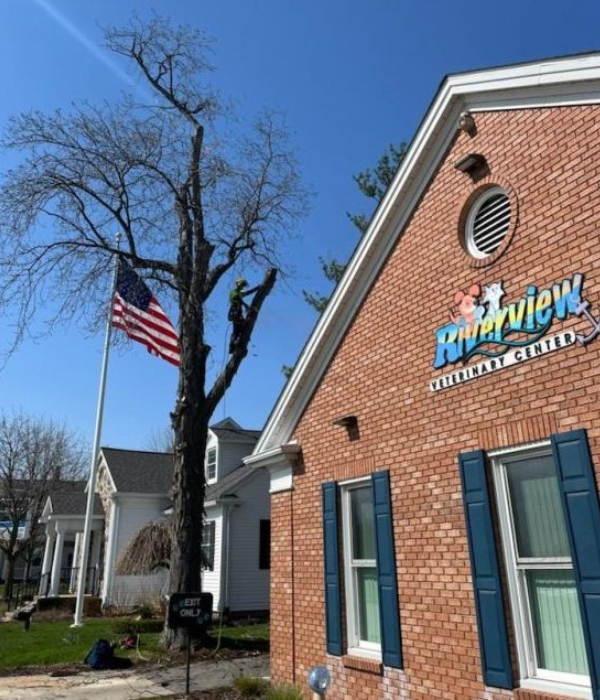 Commercial Tree Removal | Bucket Baby Tree Service
